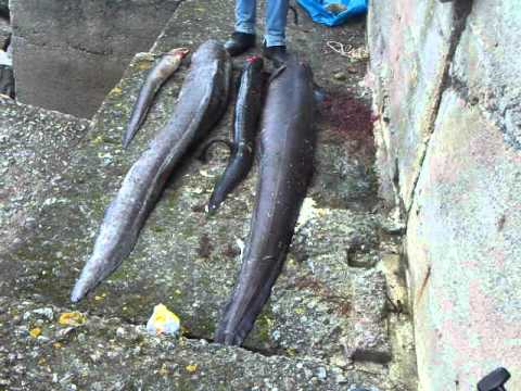 congrios gigantes - YouTube
