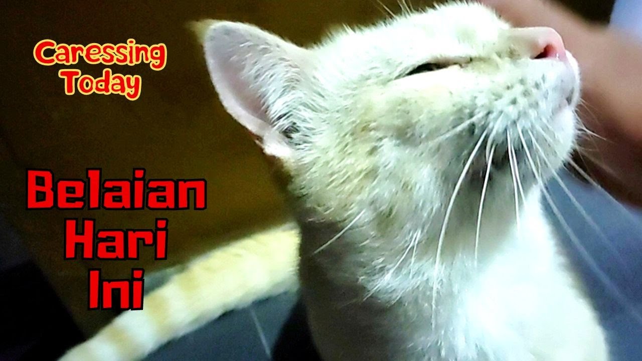 Membelai Kucing-kucing Manja Hari Ini | Petting Spoiled Cats Today ...