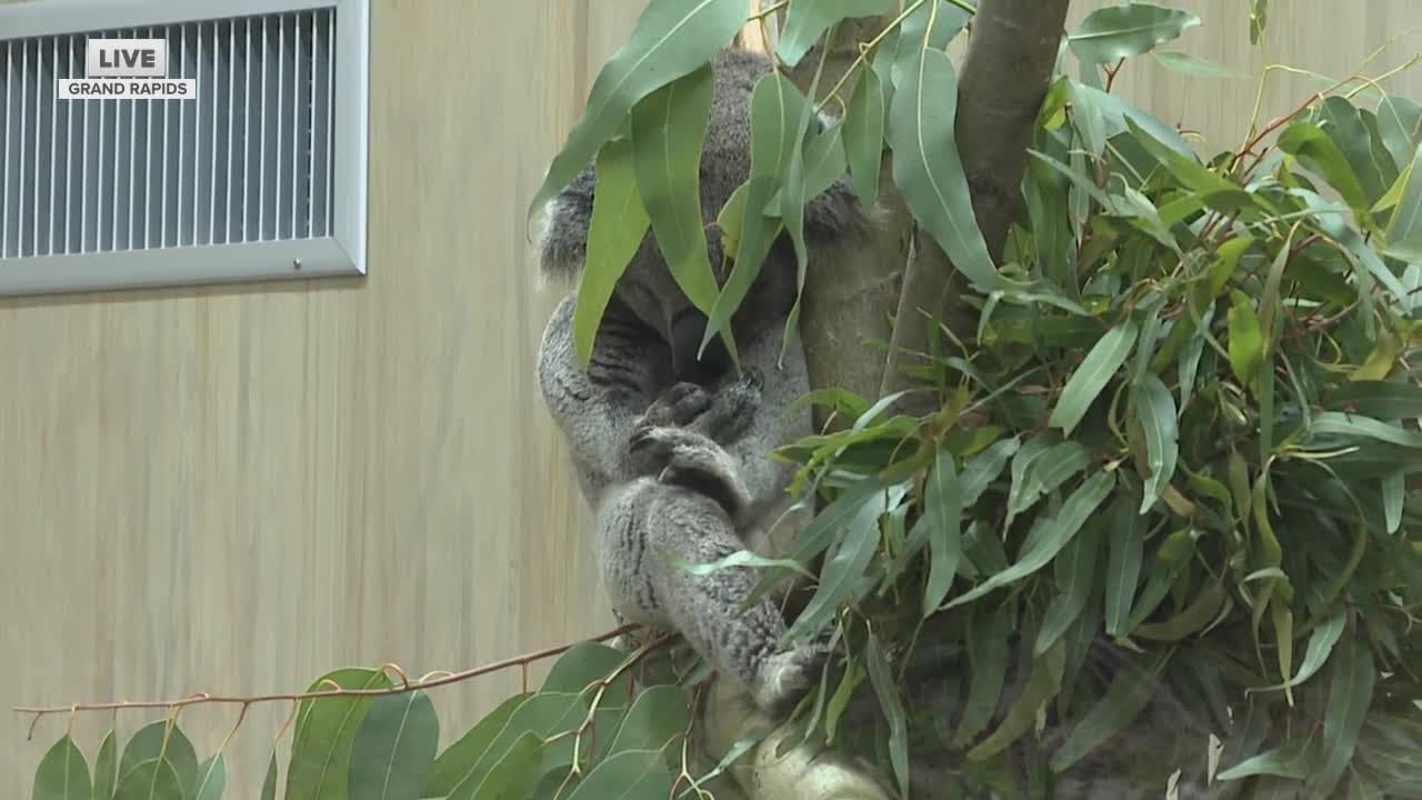 Koalas arrive at the John Ball Zoo - YouTube