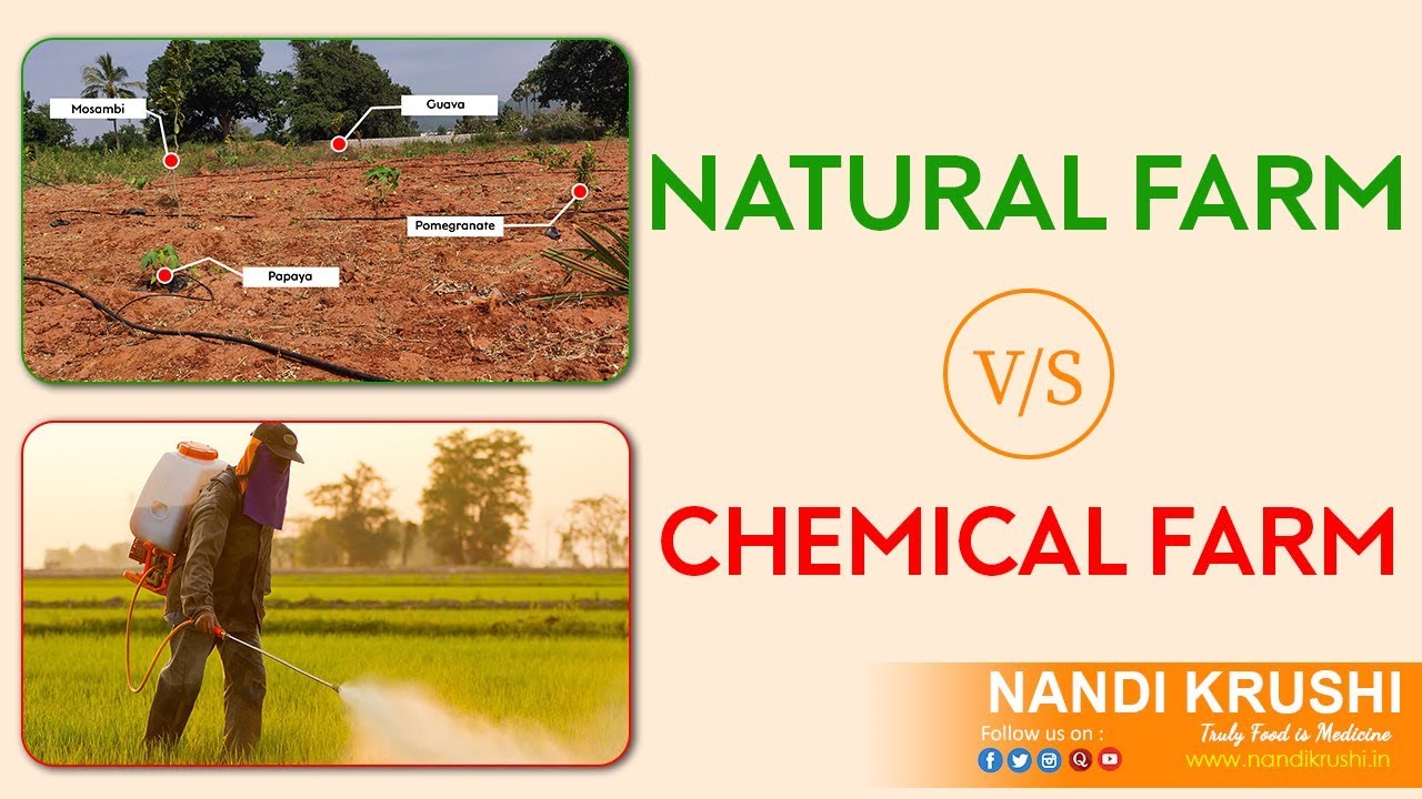 SPNF farm vs chemical farm - YouTube