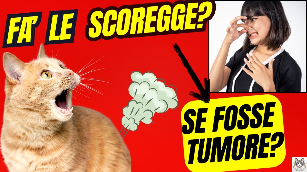 5 campanelli d'allarme: che Indicano che le Scoregge del tuo Gatto ...