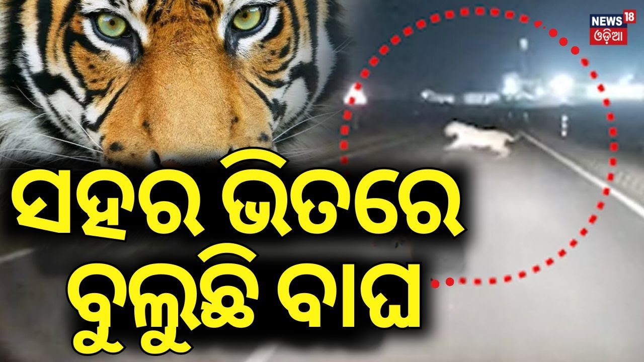 ସହର ଭିତରେ ବୁଲୁଛି ବାଘ | Tiger Spotted in Berhampur | Royal Bengal Tiger ...