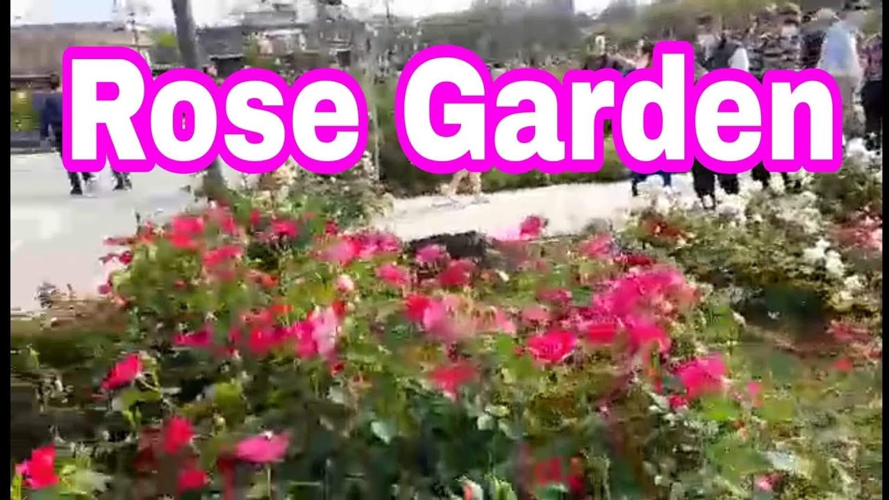 Pasyalin natin ang Rose Garden/ Joyce - YouTube