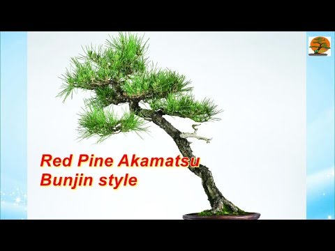 Bunjin Bonsai 🌳 Red Pine Akamatsu Bunjin style Bonsaitv - YouTube