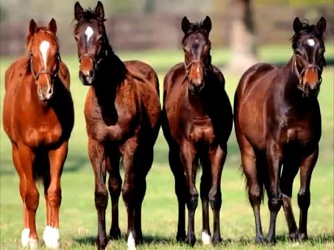 MÜZİKLİ İMAN HAKİKATLERİ - ATLAR