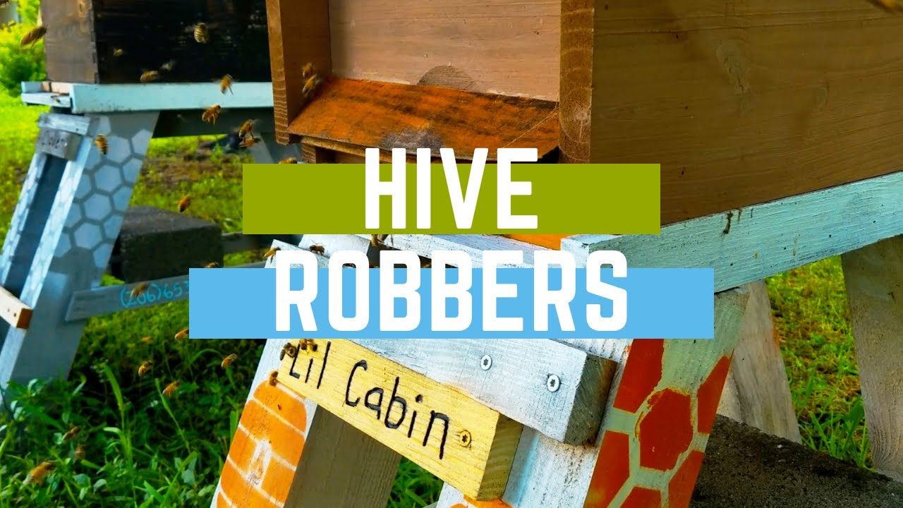 Hive Robbing Beginner Beekeeper Episode 19 - YouTube