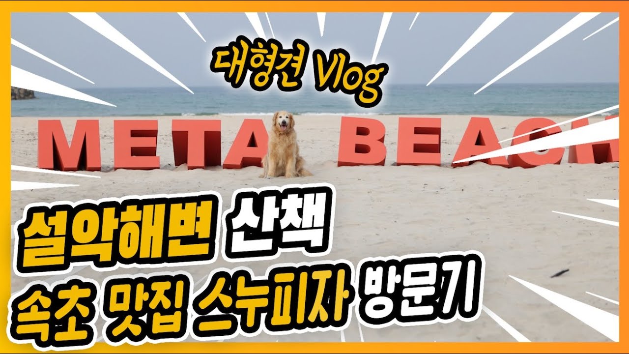 골든리트리버 두산이 브이로그 ㅣ 설악해변 META BEACH & 속초 피자맛집 스누피자 방문기 - YouTube