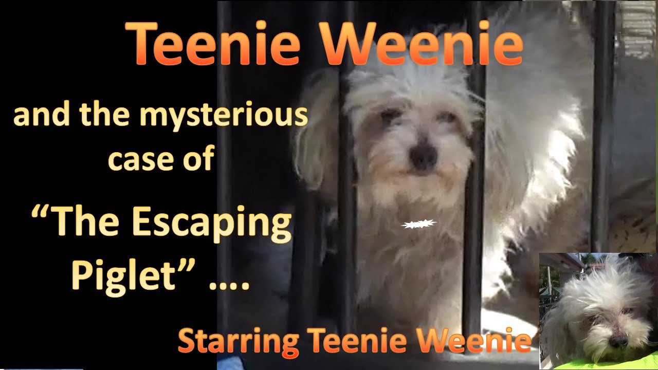 Teenie Weenie and the mysterious case of "The Escaping Piglet ...