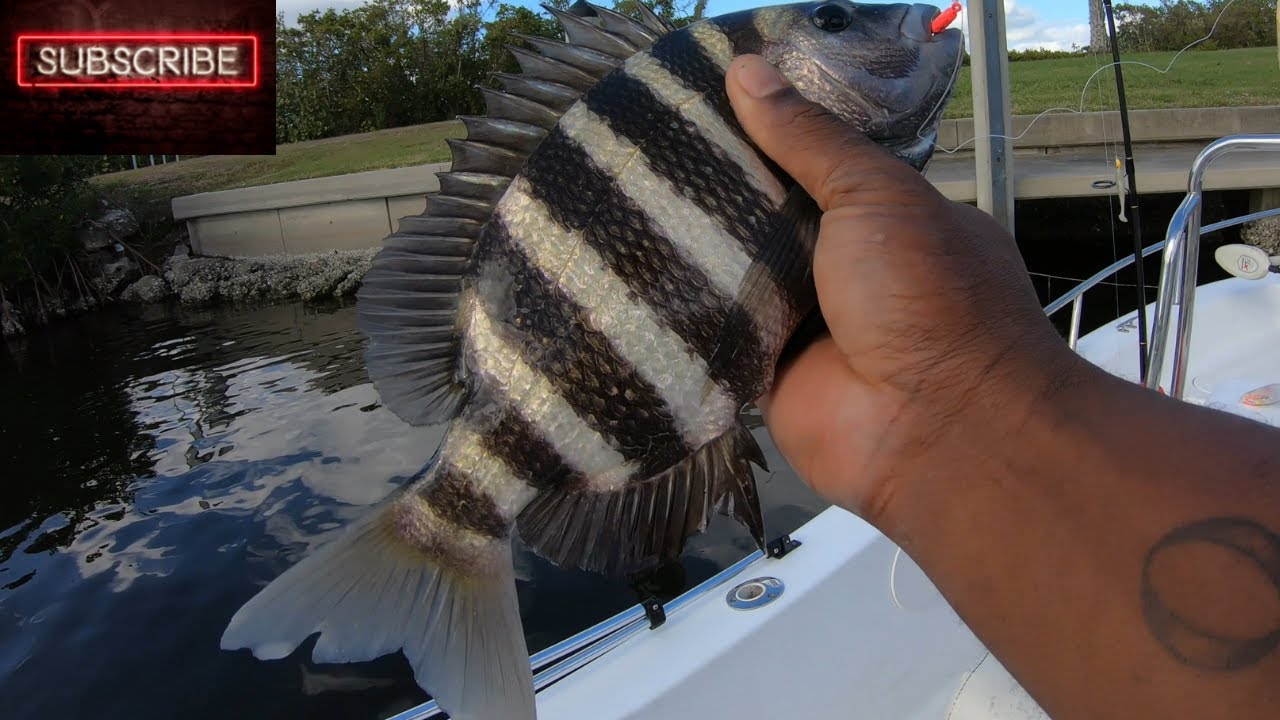 Catch Clean and cook sheepshead and snapper!! - YouTube