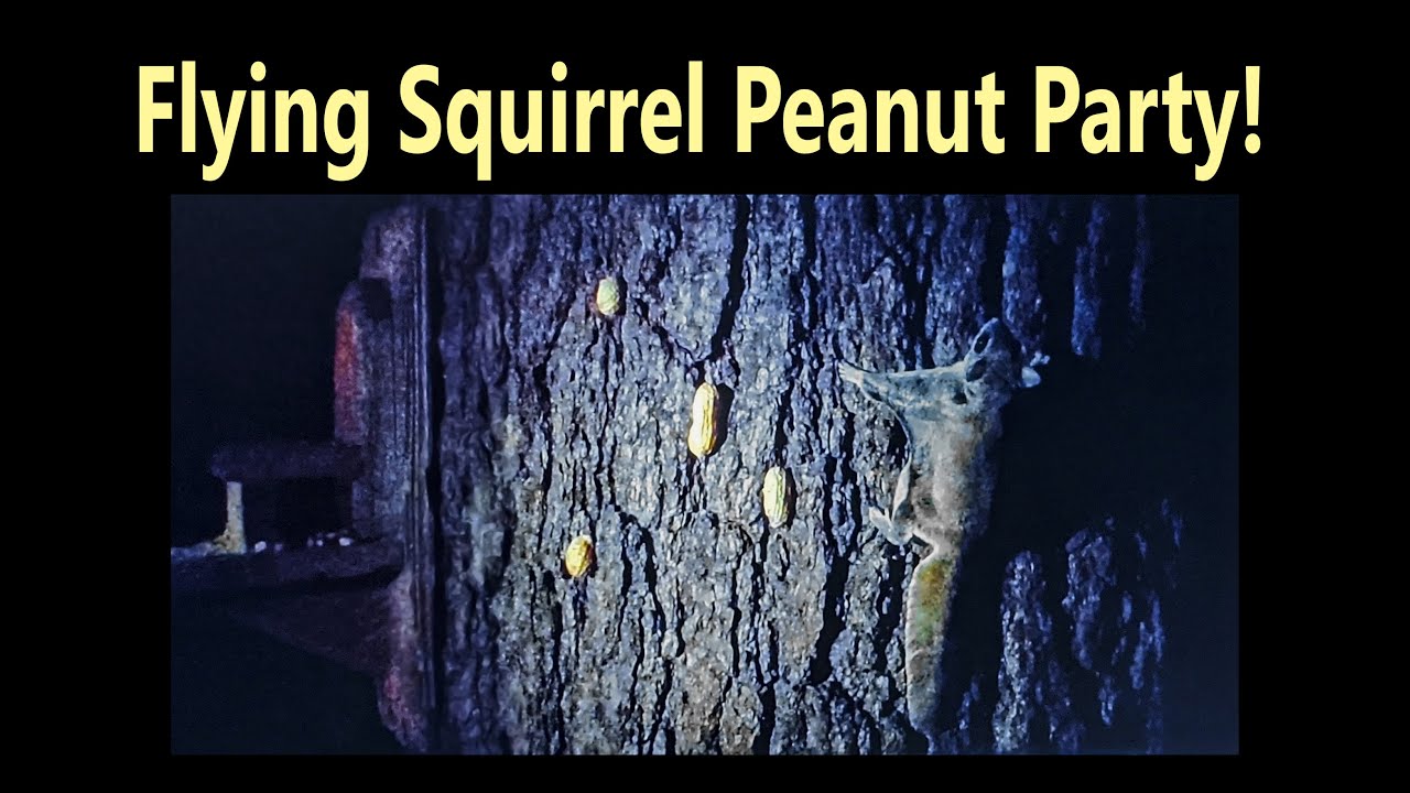 FLYING SQUIRRELS PEANUT PARTY! CUTE ANIMALS / BACKYARD WILDLIFE / MASS ...
