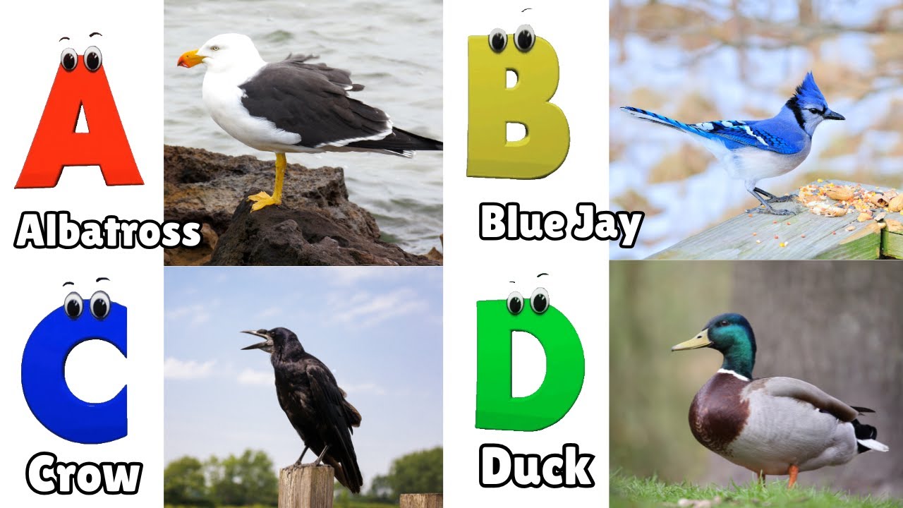 ABC Song | Birds ABC Song | Phonics for Kids| Learn ABC, Baby ...