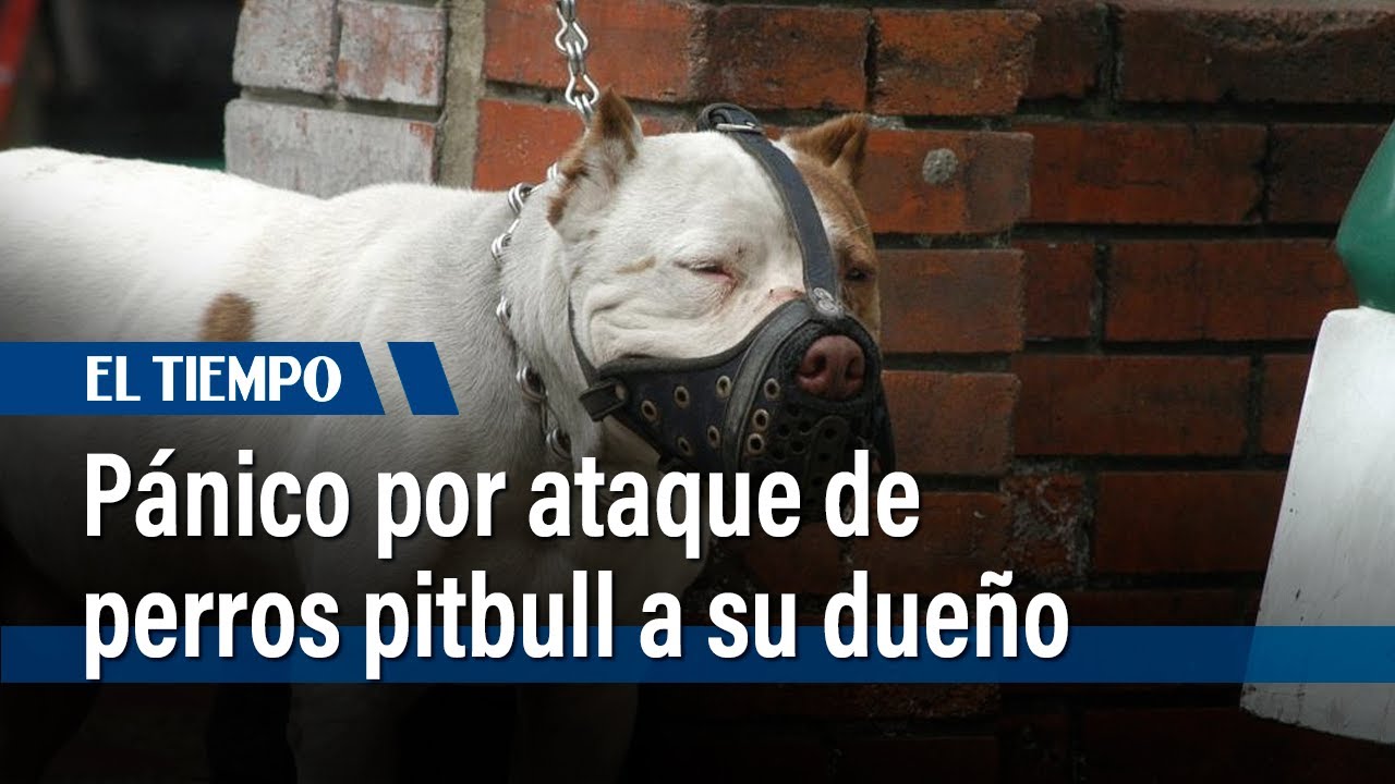 Ataque de perros pitbull en Barcelona, Puente Aranda | El Tiempo - YouTube