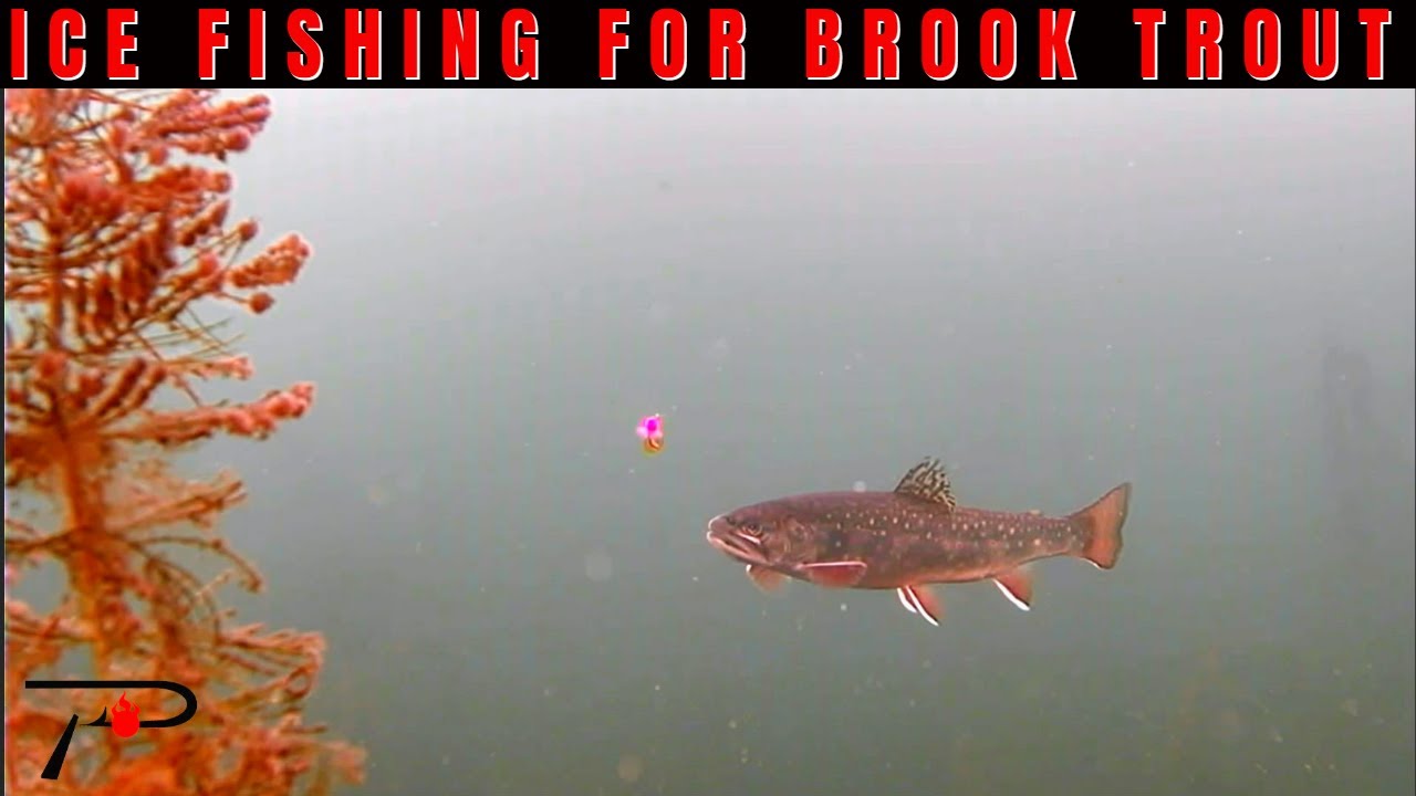 Ice Fishing For Brook Trout - YouTube