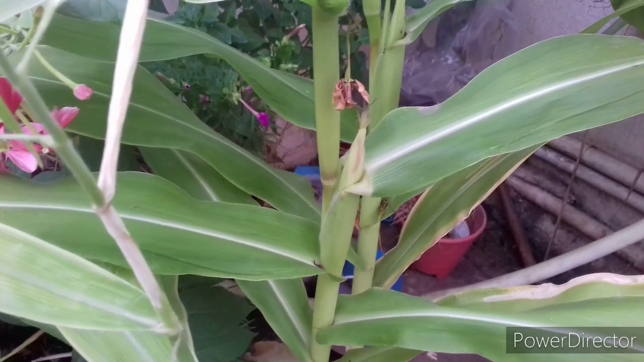 Terrace Garden: Grow Corn - YouTube
