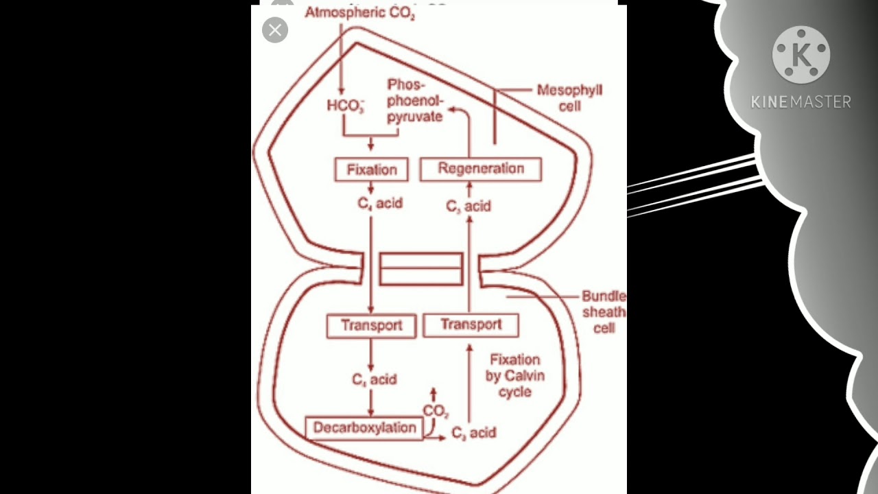 class 11 chapter photosynthesis in higher plants topic hatch and slack ...