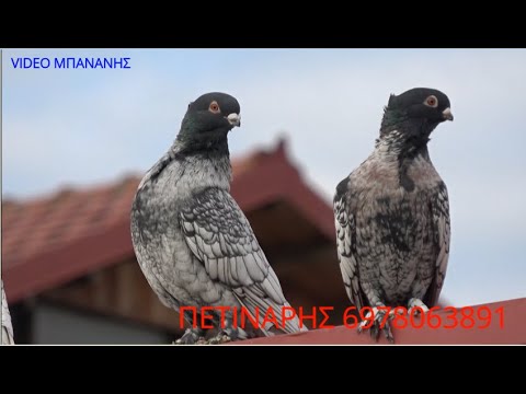 ΟΜΟΡΦΑ ΜΠΛΟΥΝΤΙΝΕ ΚΑΙ ΘΕΑΜΑΤΙΚΑ ΝΤΖΙΝΙΑ ΠΕΤΕΙΝΑΡΗΣ ΝΑΟΥΣΑ 2023 - YouTube