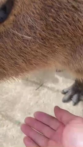Another video about capybara mewing - YouTube
