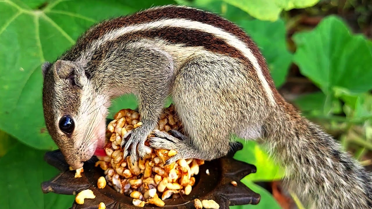 Amazing Squirrel Video || Watch For Cats - YouTube