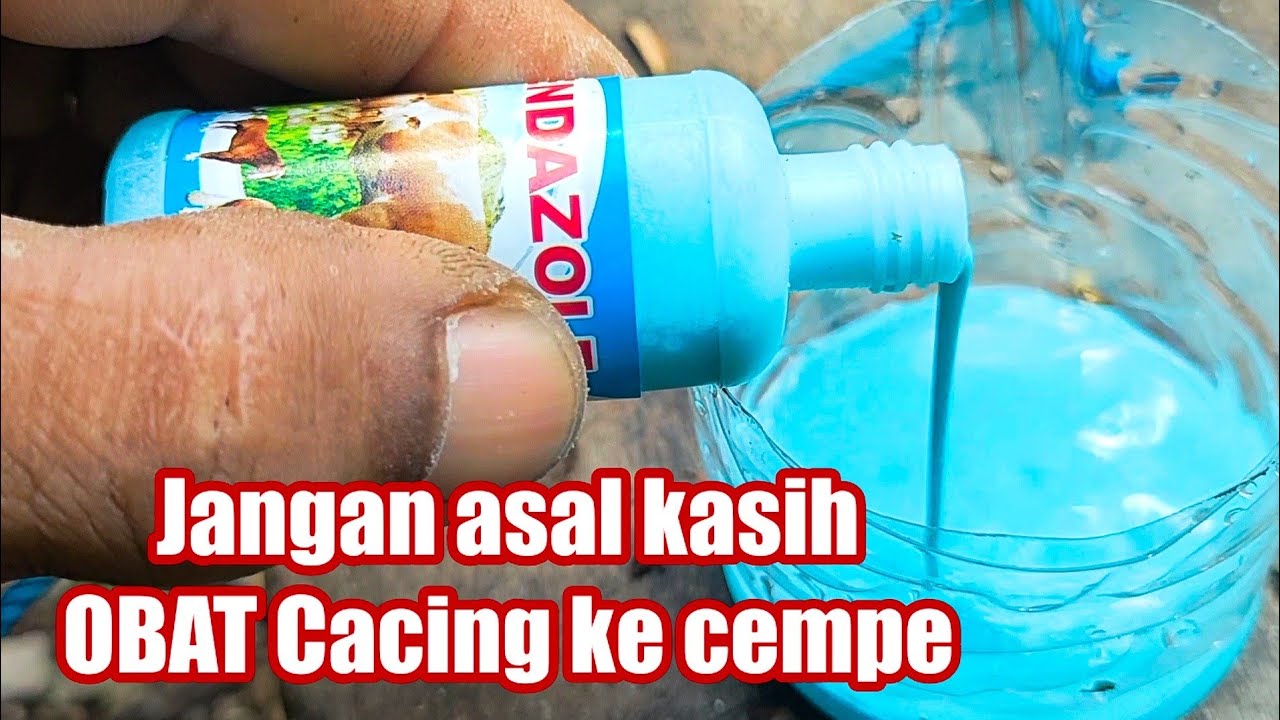 PEMBERIAN OBAT CACING YANG TEPAT USIA PADA ANAK KAMBING - YouTube