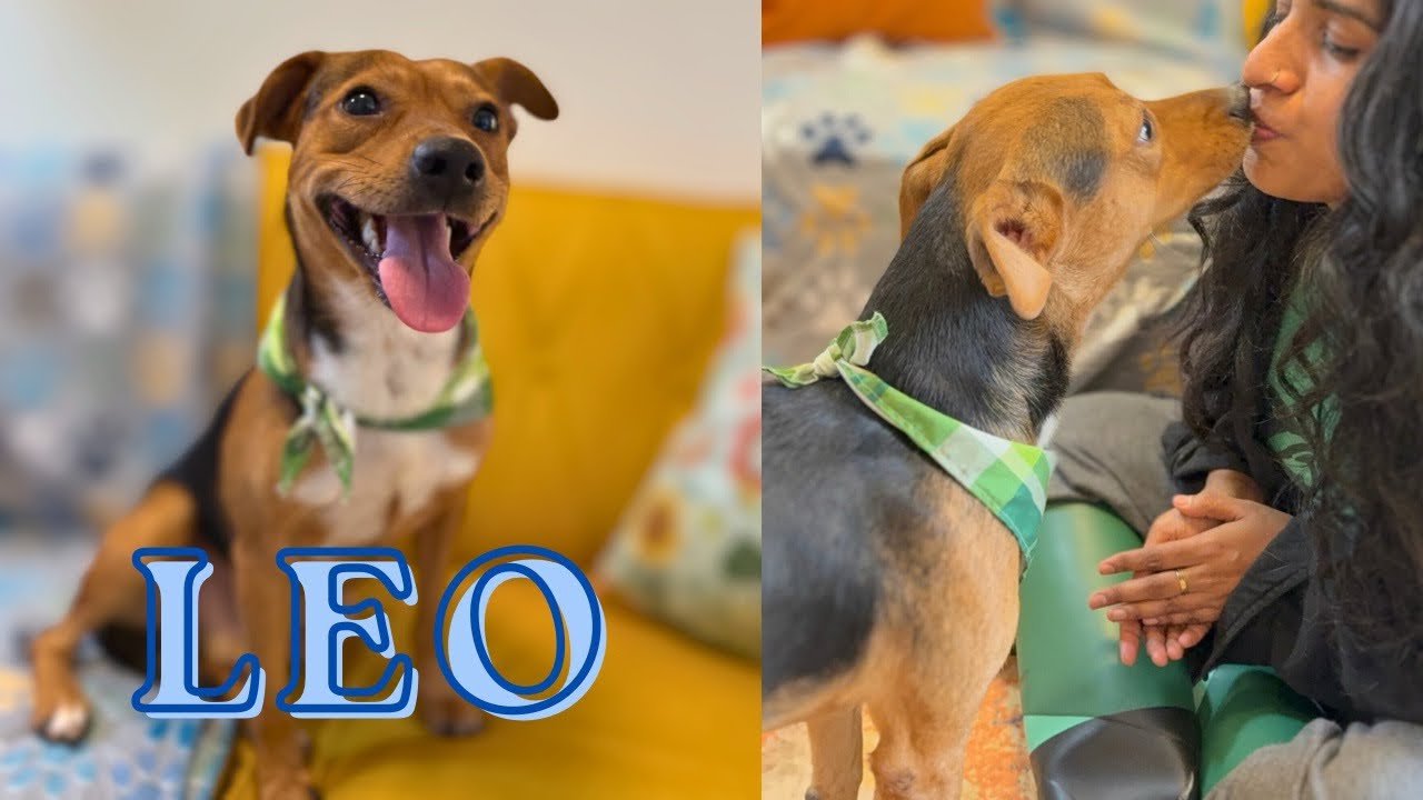 Leo is your new best friend! - YouTube