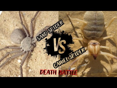 Camel Spider VS Sand Spider - Bugs Fights