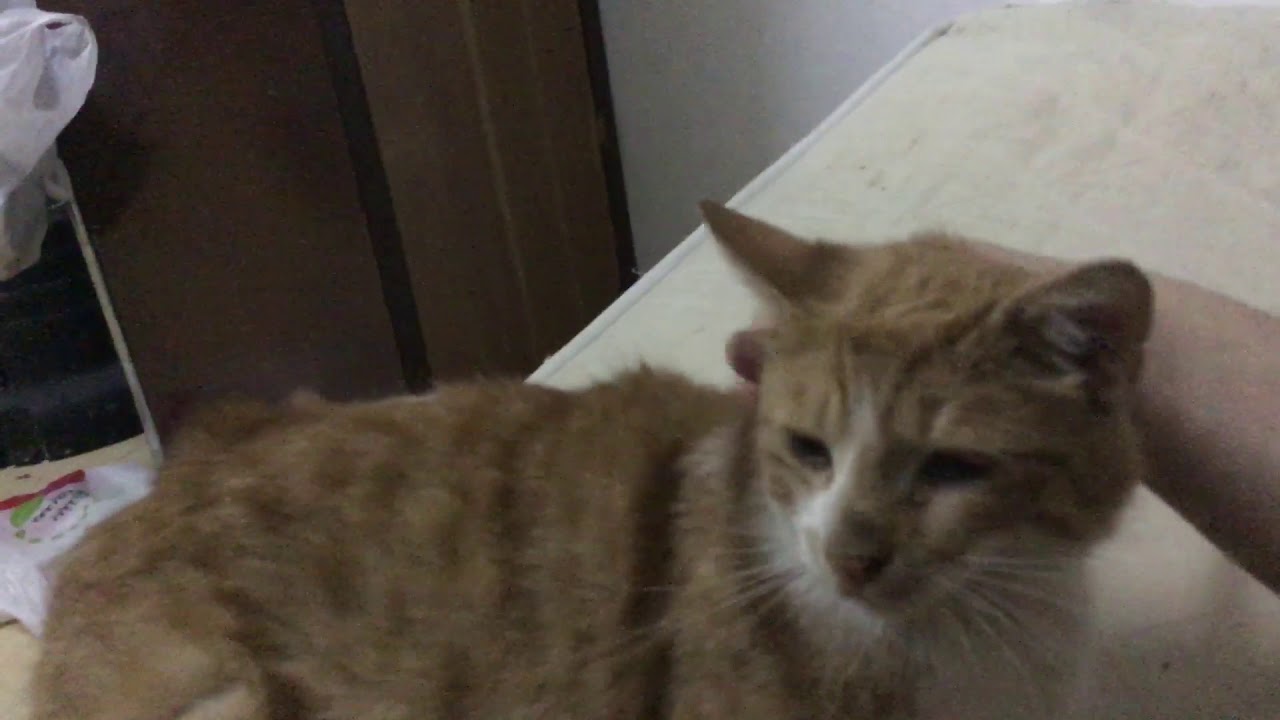 Cat being hump - YouTube