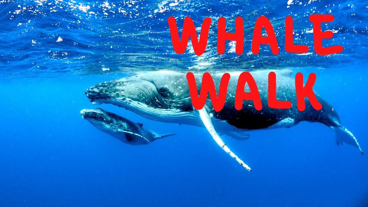 Whale Walk | 30 Minute Walking Workout - YouTube