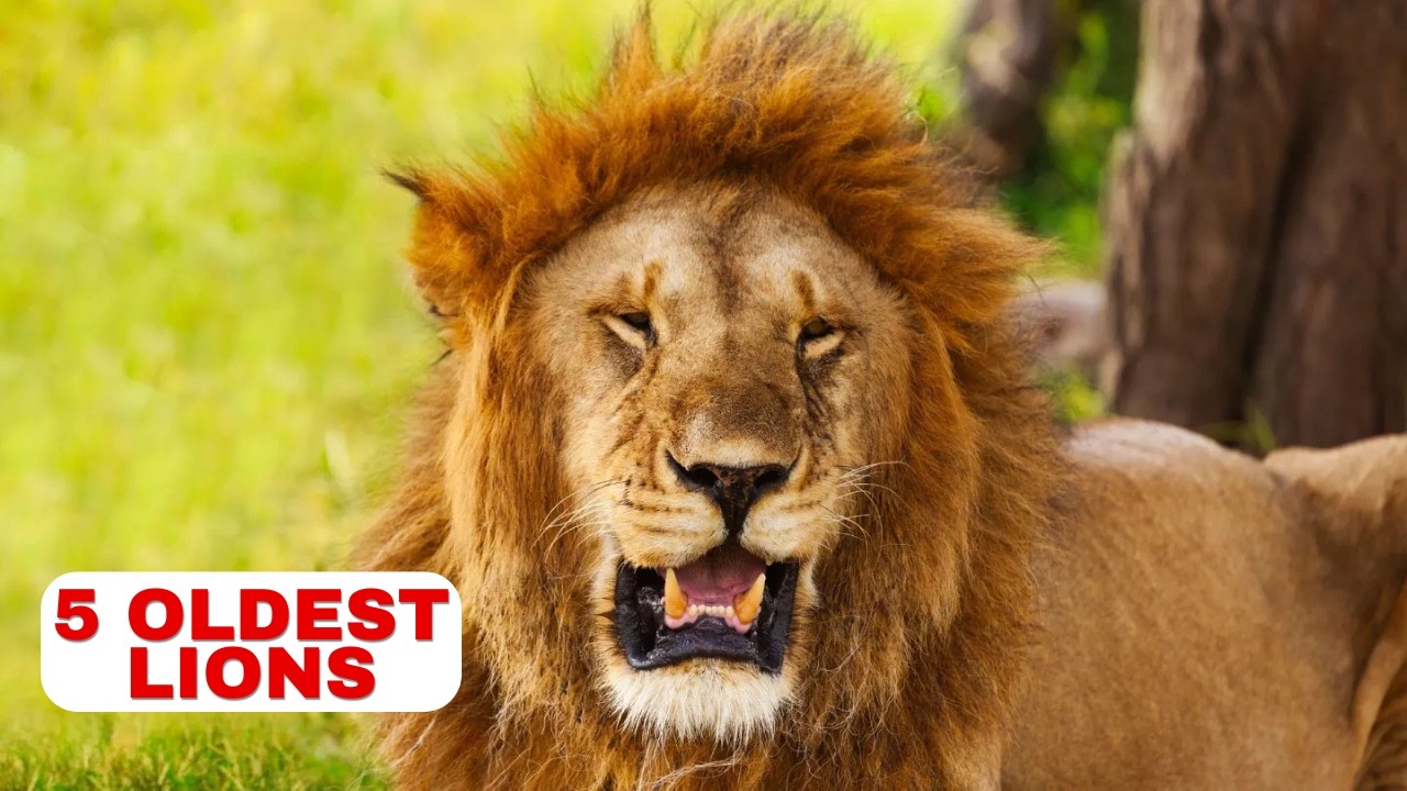 EXTREME AGING! Discover the 5 Oldest Lions to Ever Roam the Earth ...