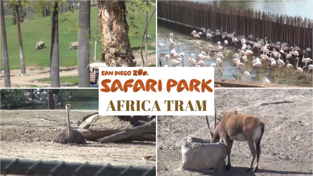San Diego Zoo Safari Park | Africa Tram | Full Length - YouTube