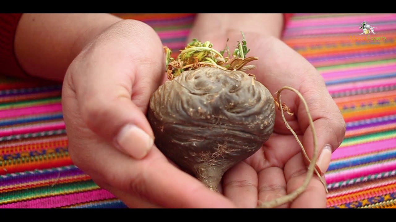 AMAZING HEALTH BENEFITS OF MACA - YouTube