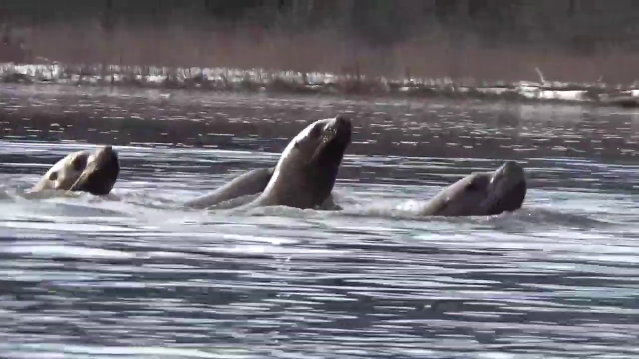 Kayaking with Sea Lion on Skeena River during Ooligan Run on March 8 ...