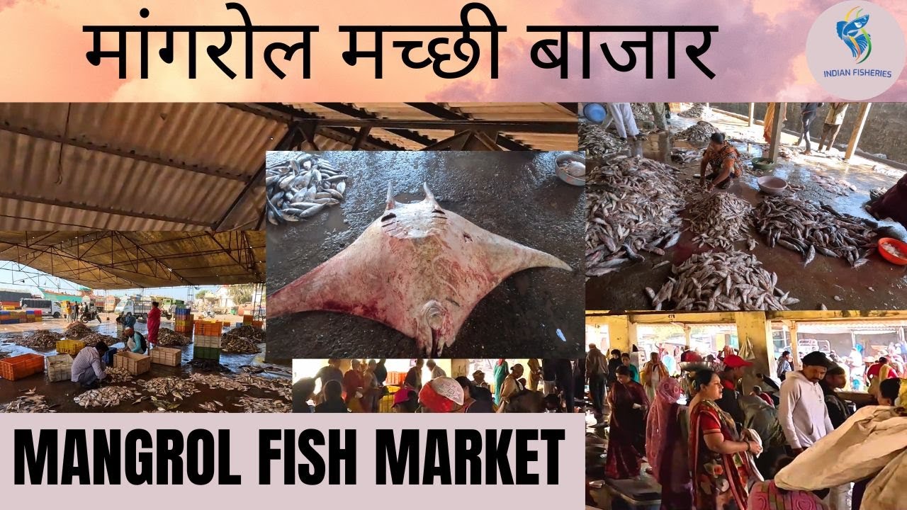 Mangrol Fish Market | Mangrol Harbour |Fish Market | Indian fisheries# ...