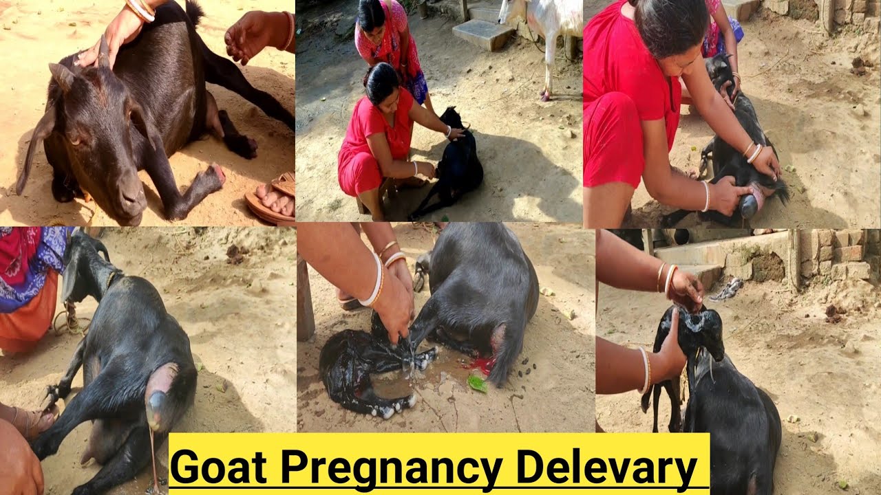 Goat Giving Birth To Baby Goat. Amazing Village Goat Giving "BIRTH"😱😱 ...
