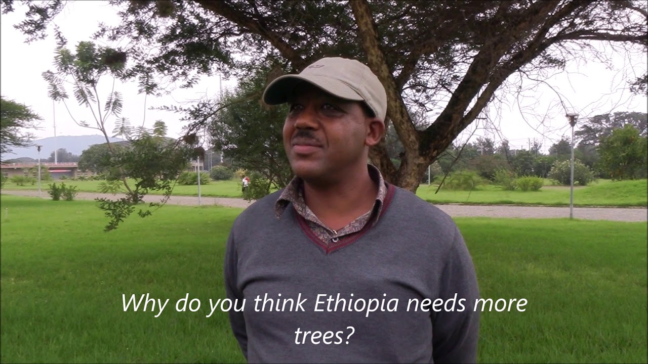 Tree Talk with Dr. Amare, Arboretum Wondo Genet - YouTube