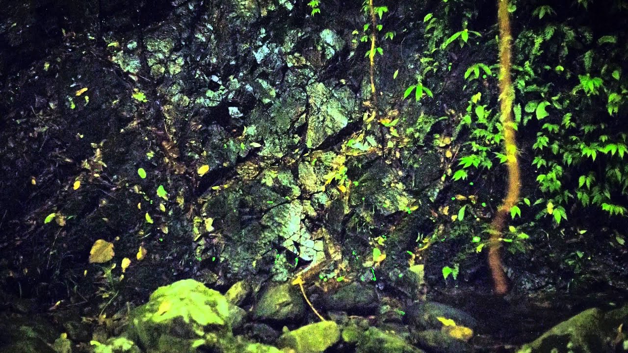 Hong Kong Time Lapse:FireFlies - YouTube