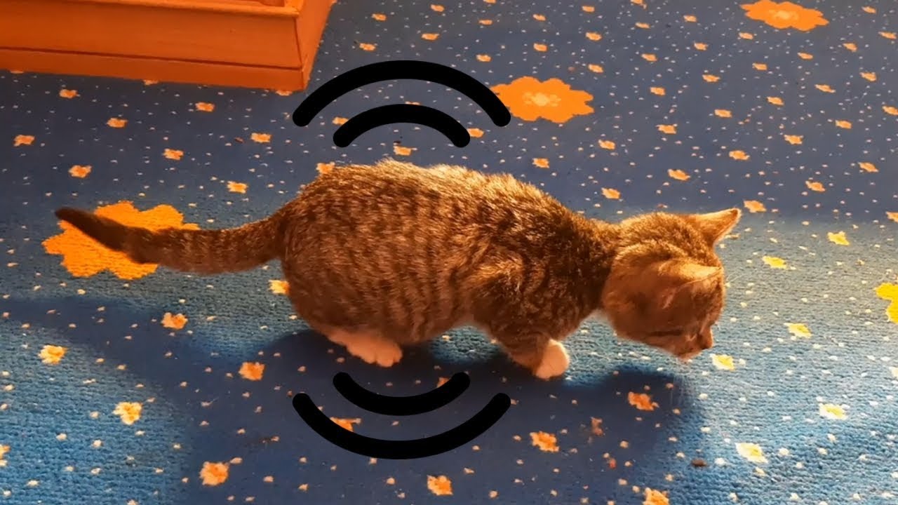 funny kitten shaking his body to hunt! - YouTube