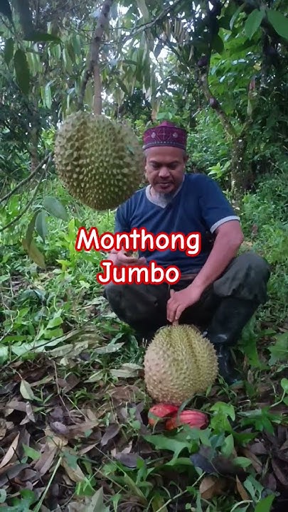 Durian Monthong Jumbo, Buah Perdana - YouTube