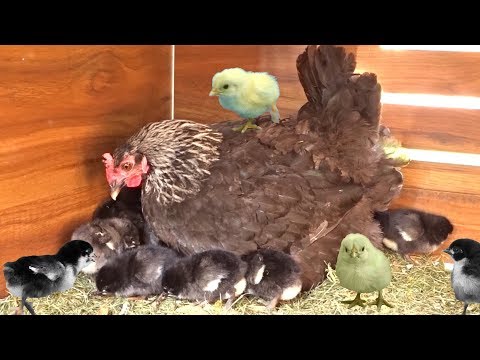 Bir civcivin hayatının en güzel anları. 4 aydan fazla evrim. Bölüm 1
