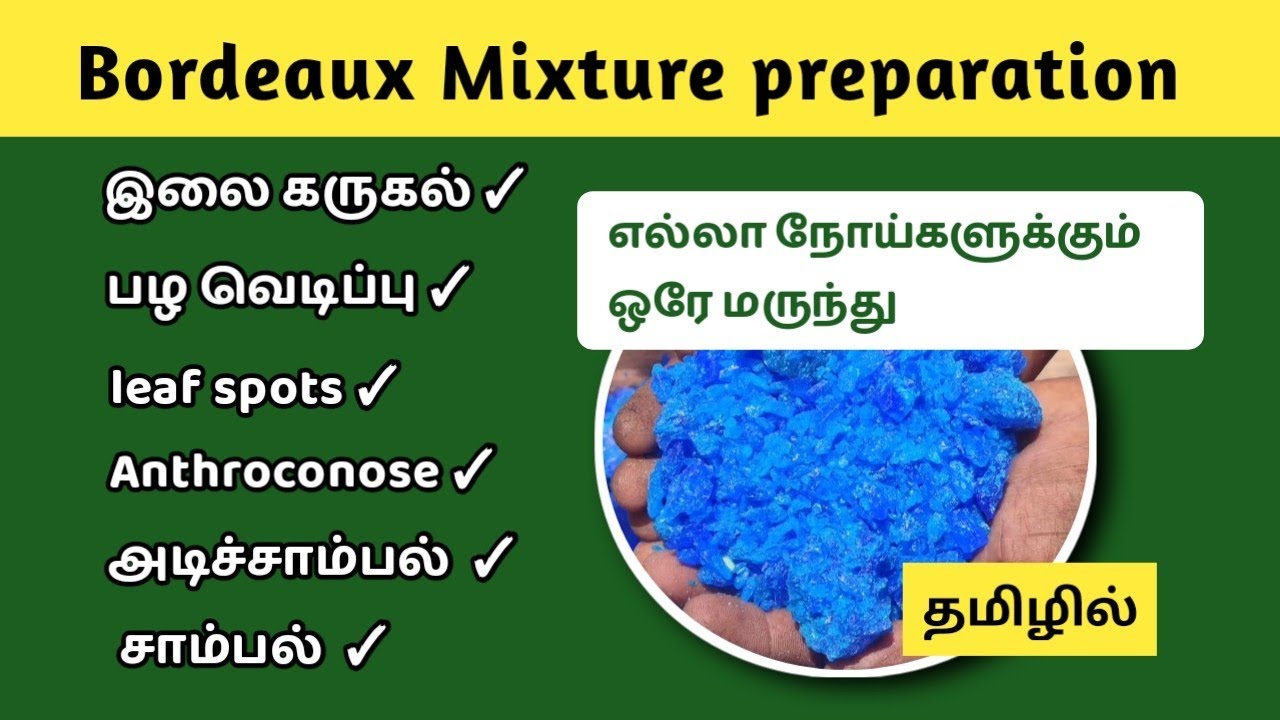 Bordeaux Mixture Preparation | in Tamil | துத்தம் + சுண்ணாம்பு கலவை ...