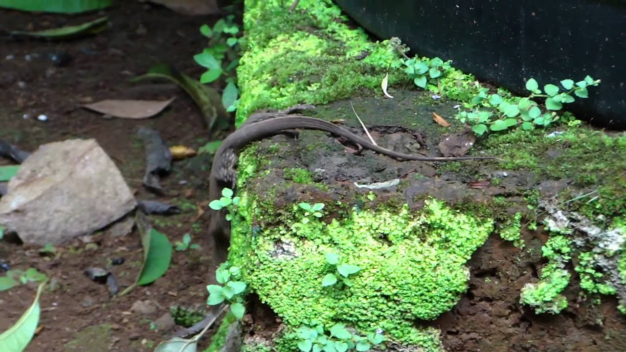 Ghorpad Near My House - YouTube