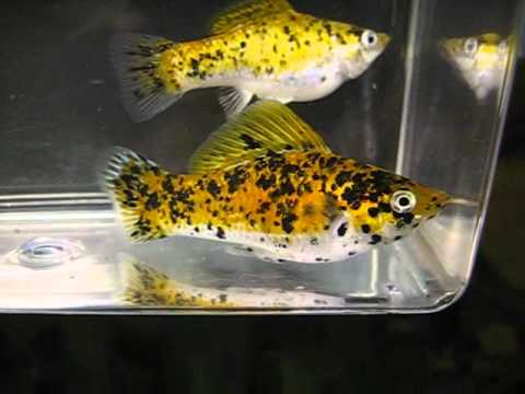 Gold Calico Mollies - YouTube