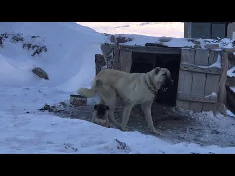 Kangal köpeği ve yavrusu