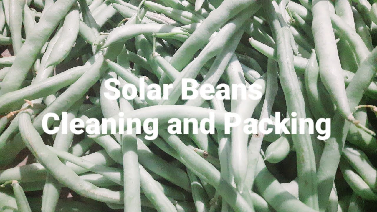 Solar Beans cleaning and packing process - YouTube