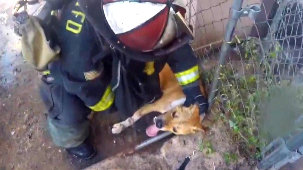 Firefighters Rush to Save Dog Trapped in Cage Behind Burning Home in ...