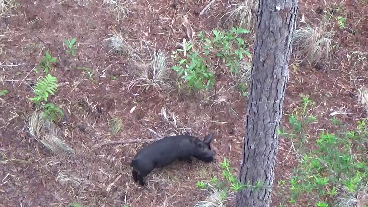 North Florida June Hog Hunt - YouTube