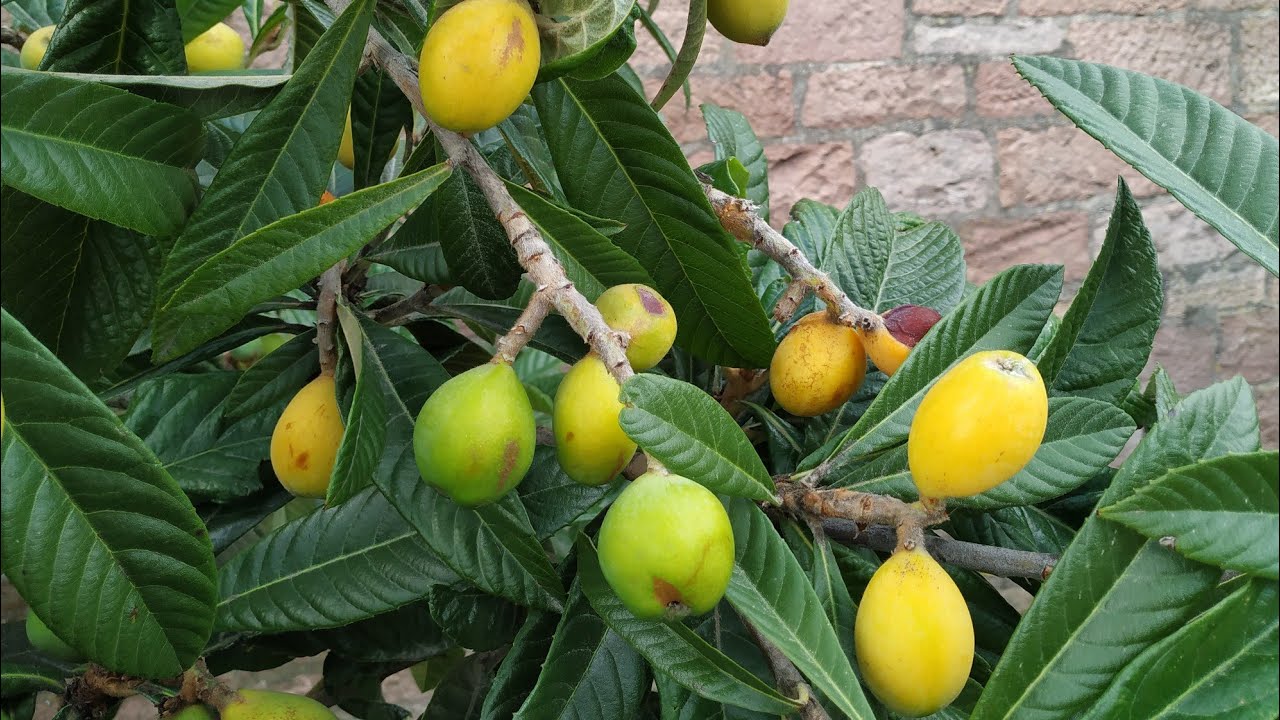 Loquat / Pipa (Eriobotrya japonica) in Germany - YouTube