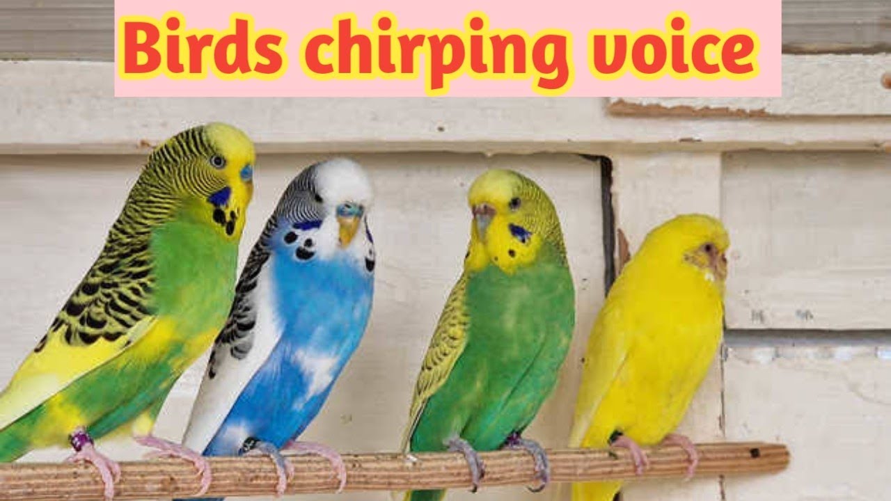beautiful parrots chirping sound|birds chirping|parrots voice sound|# ...