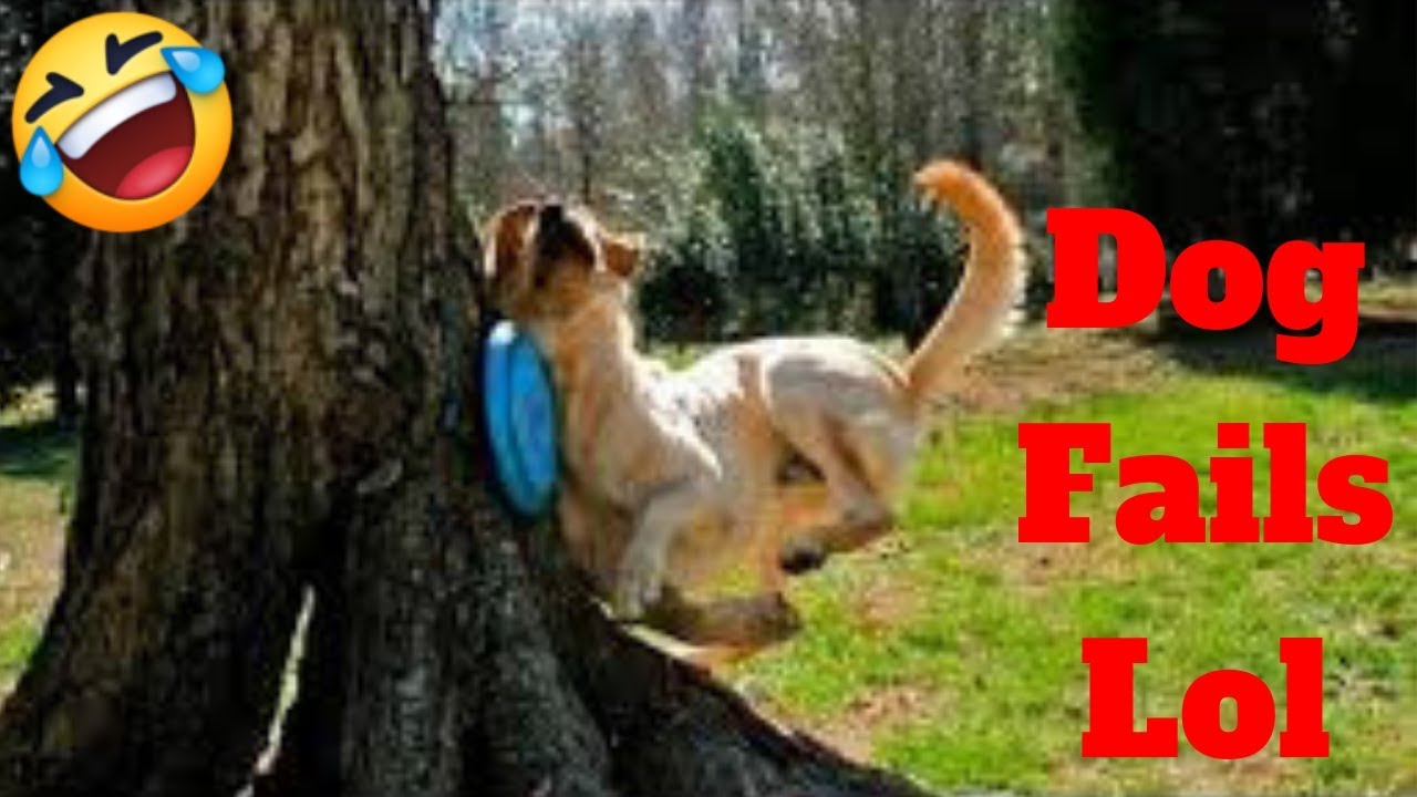 💥Dogs Have A Ruff Life Funny Fails April 2019- LOL😂🙃 | Funny Animal ...