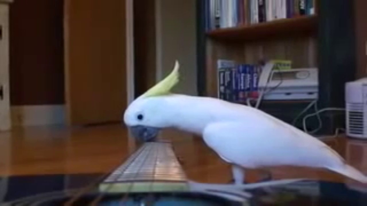 Funny bird videos - birds vs instruments - Parrot plays guitar - YouTube