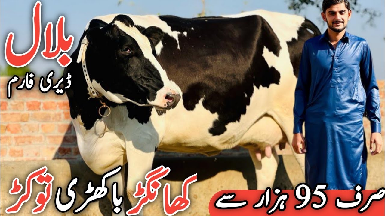 Bilal Dairy Farm | HF Heifers And Female calf | Khanger cows | Best ...